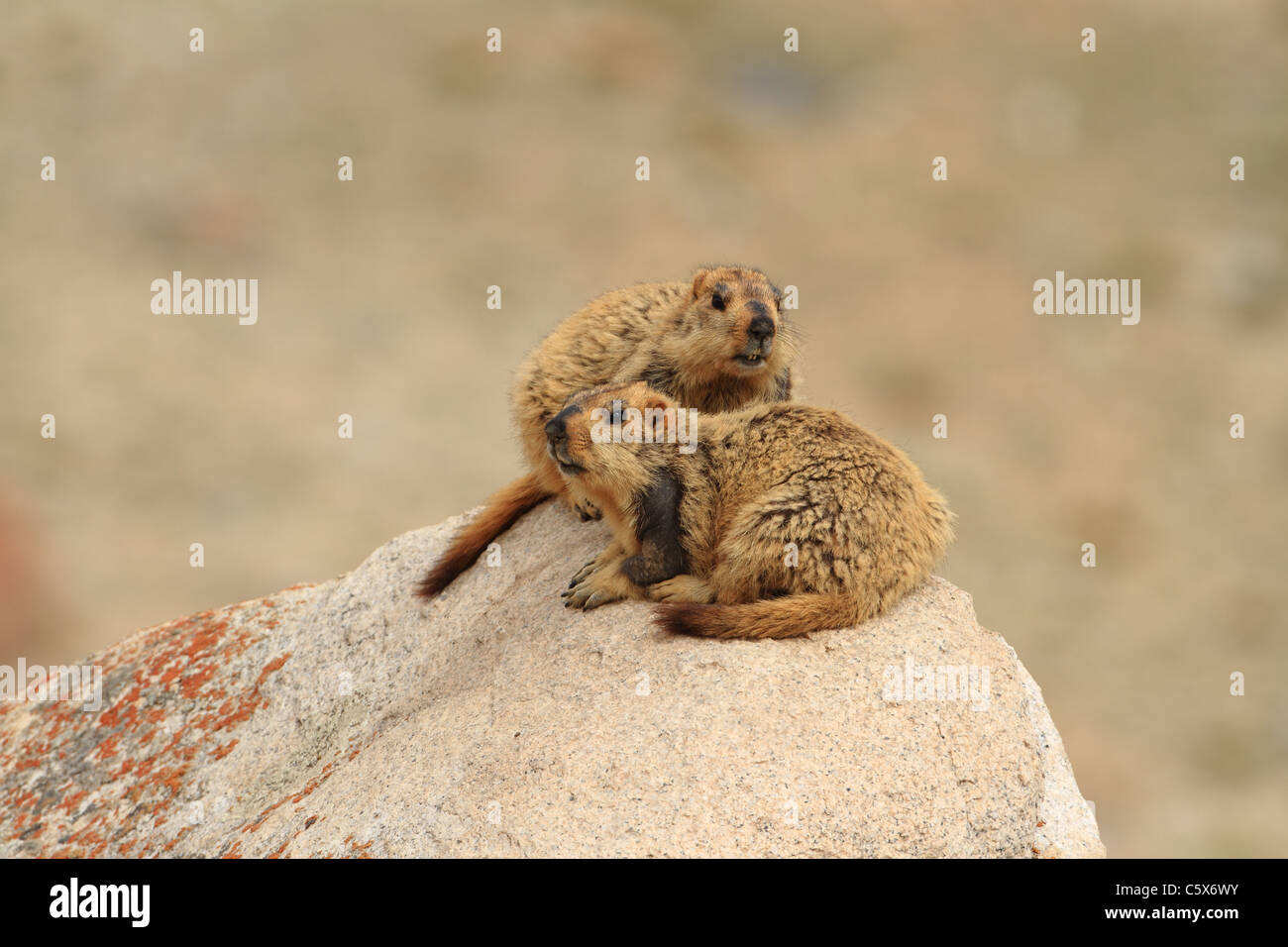 Mormots in Ladakh, India Stock Photo - Alamy