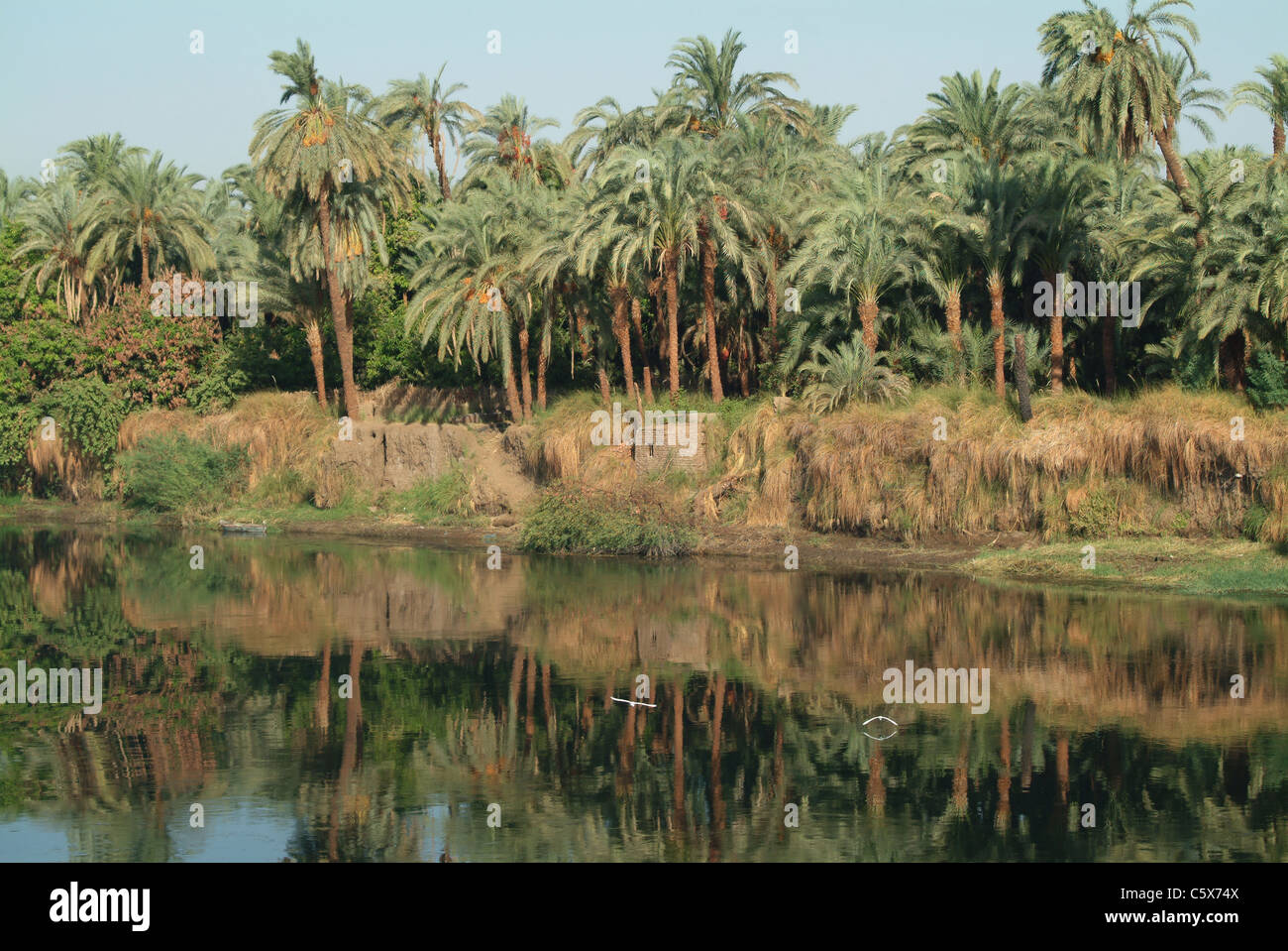 Date palms on the banks of the River Nile Egypt Stock Photo - Alamy