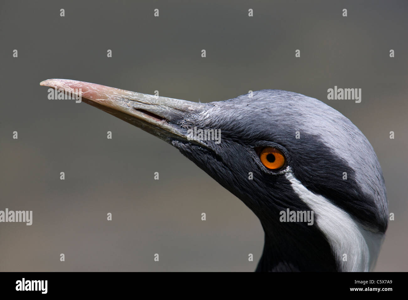 Crane eye hi-res stock photography and images - Alamy