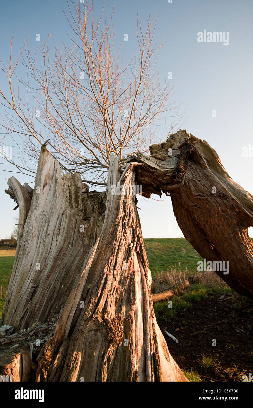old willow tree Stock Photo - Alamy