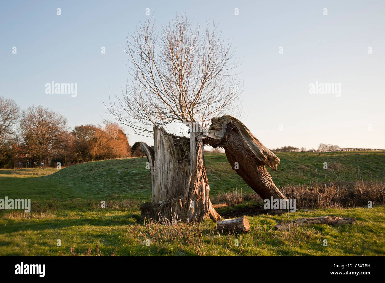 old willow tree Stock Photo - Alamy