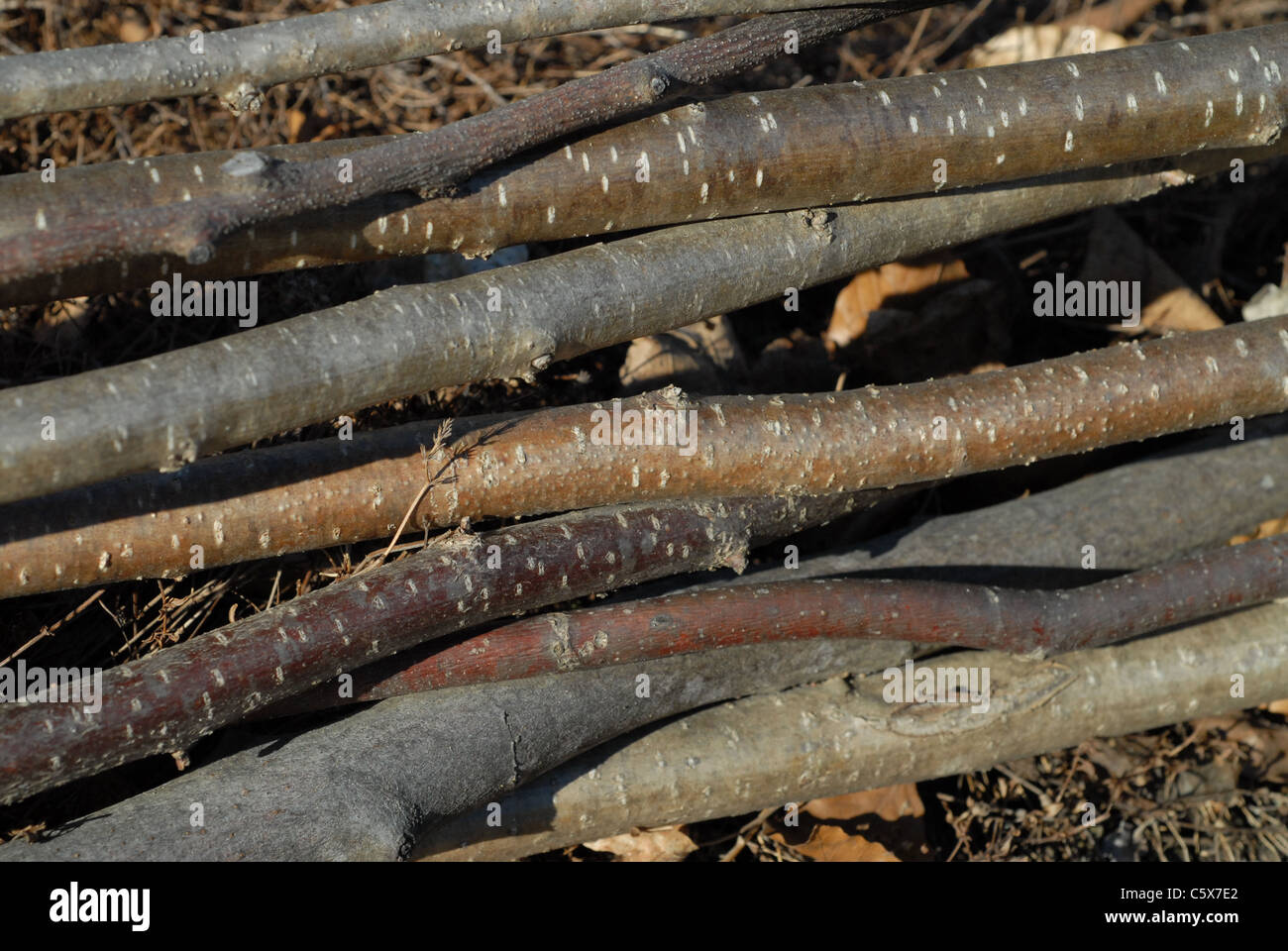 Woven stick edging in herb garden Stock Photo - Alamy