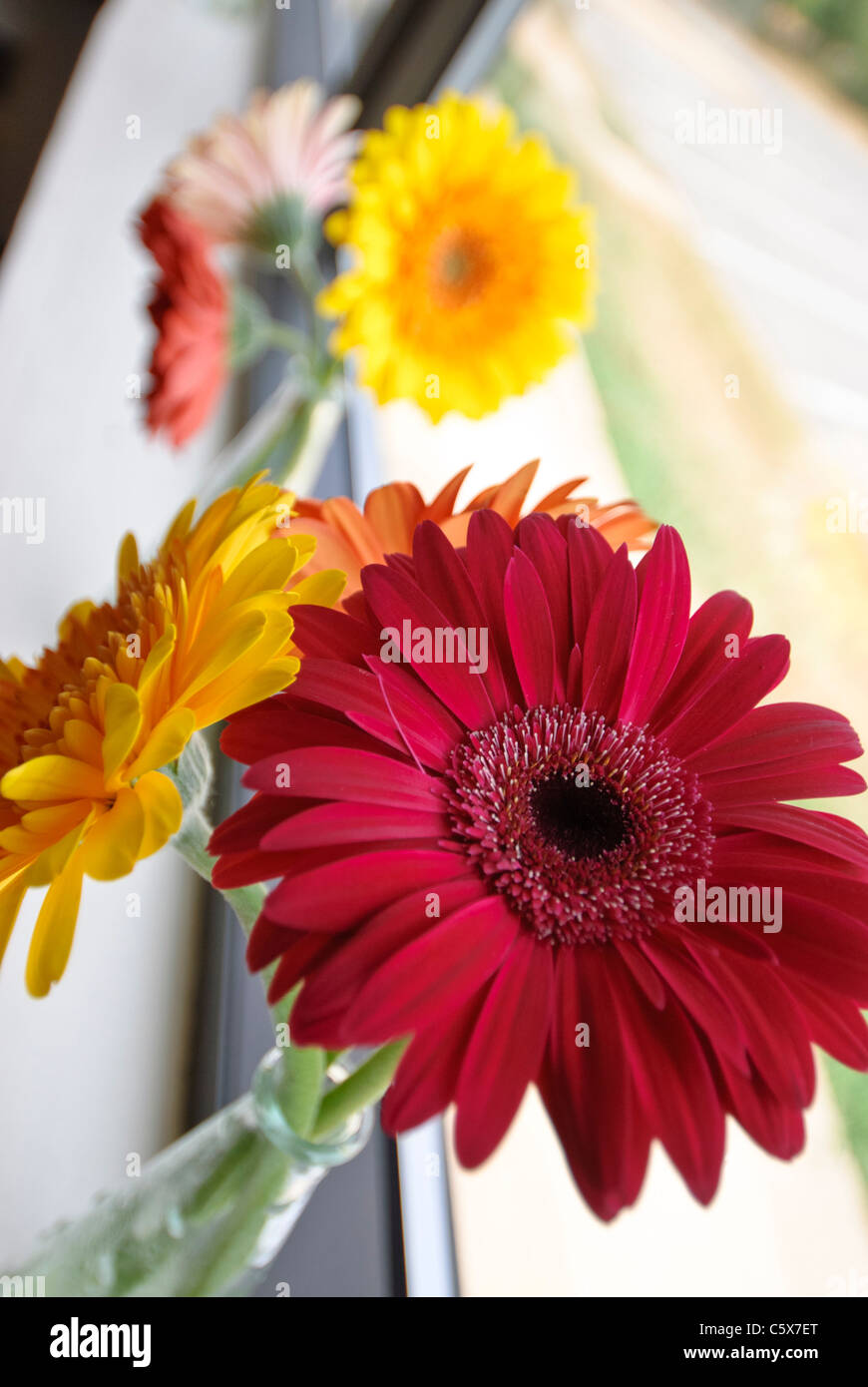 Colorful Gerber Daisies Stock Photo - Alamy