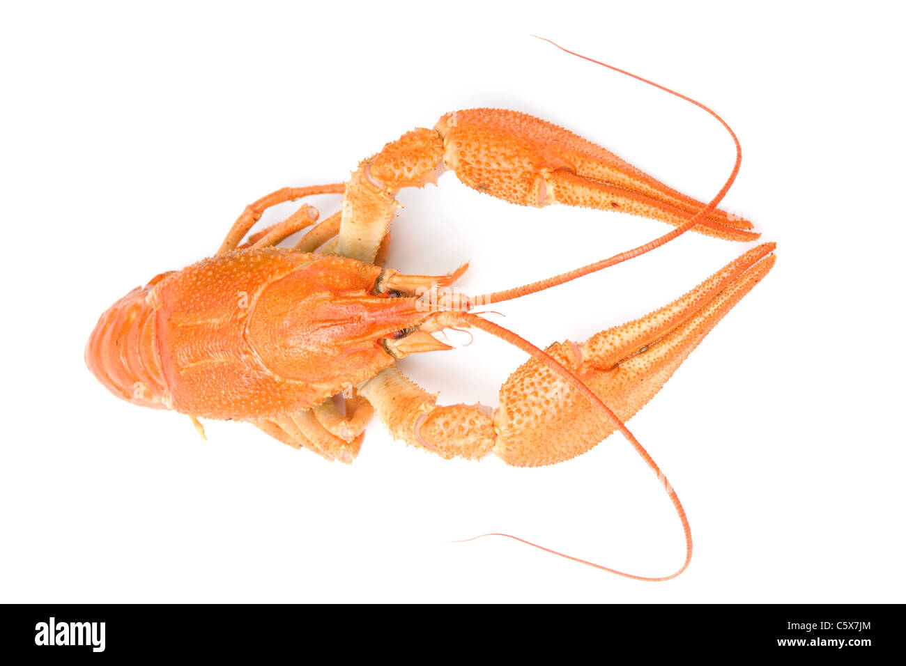 Crayfish seafood Cut Out Stock Images & Pictures - Alamy