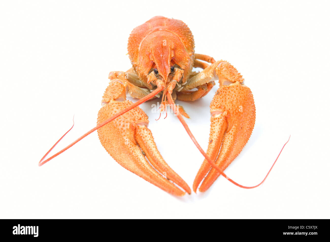 Crayfish seafood Cut Out Stock Images & Pictures - Alamy