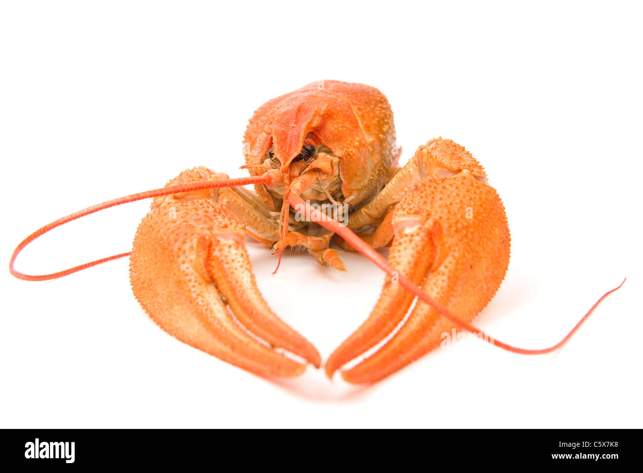 Crayfish seafood Cut Out Stock Images & Pictures - Alamy
