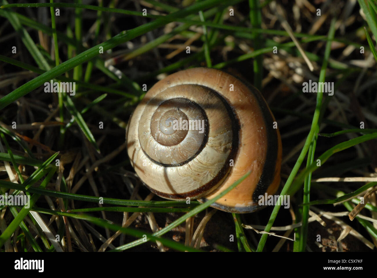 Shell exoskeleton hi-res stock photography and images - Alamy
