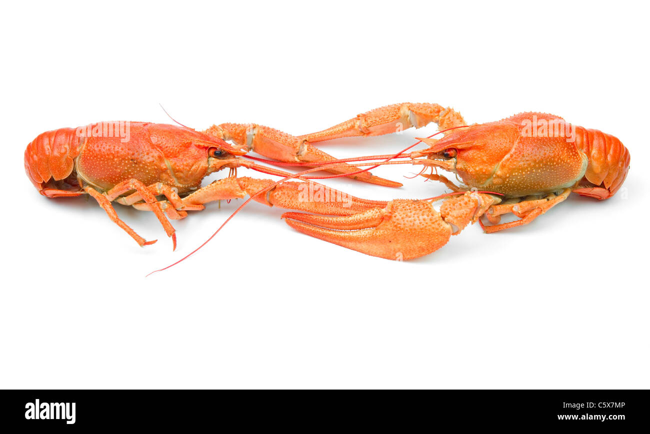 Crayfish seafood Cut Out Stock Images & Pictures - Alamy