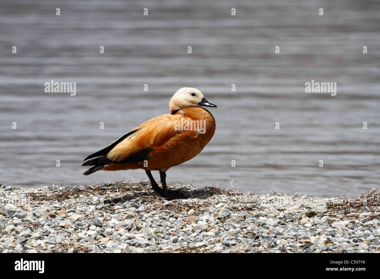 Ruddy Shelduck or Brahmany Duck at Pangong Tso, Ladakh, India Stock ...