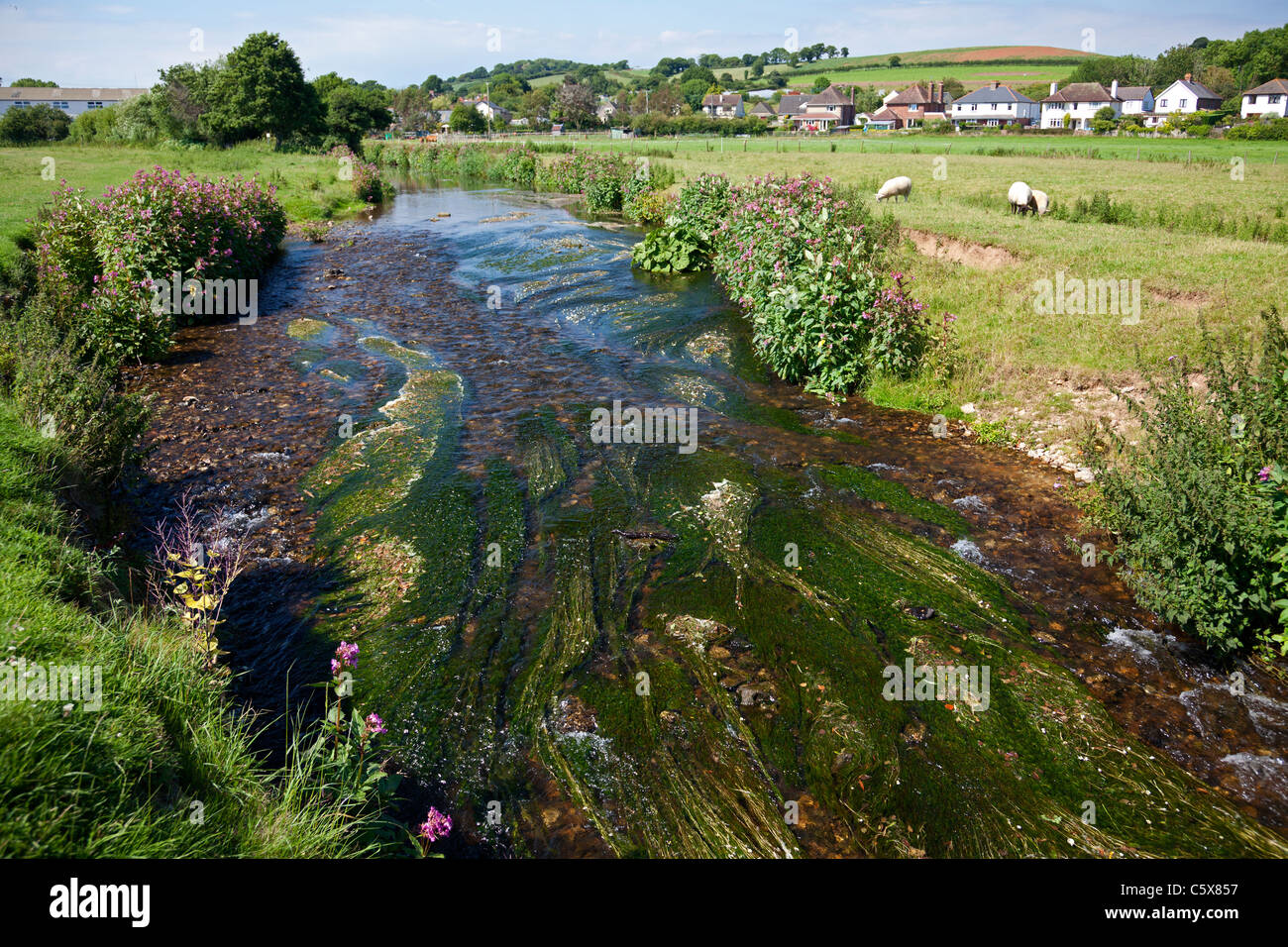 River Coly, Colyton, Devon Stock Photo - Alamy