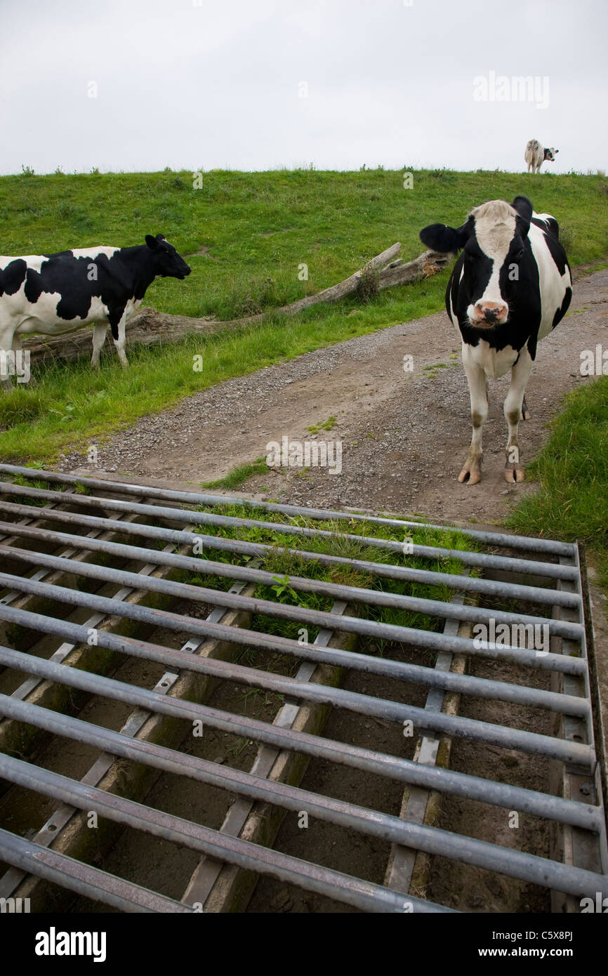Farm Cattle Grid High Resolution Stock Photography and Images - Alamy