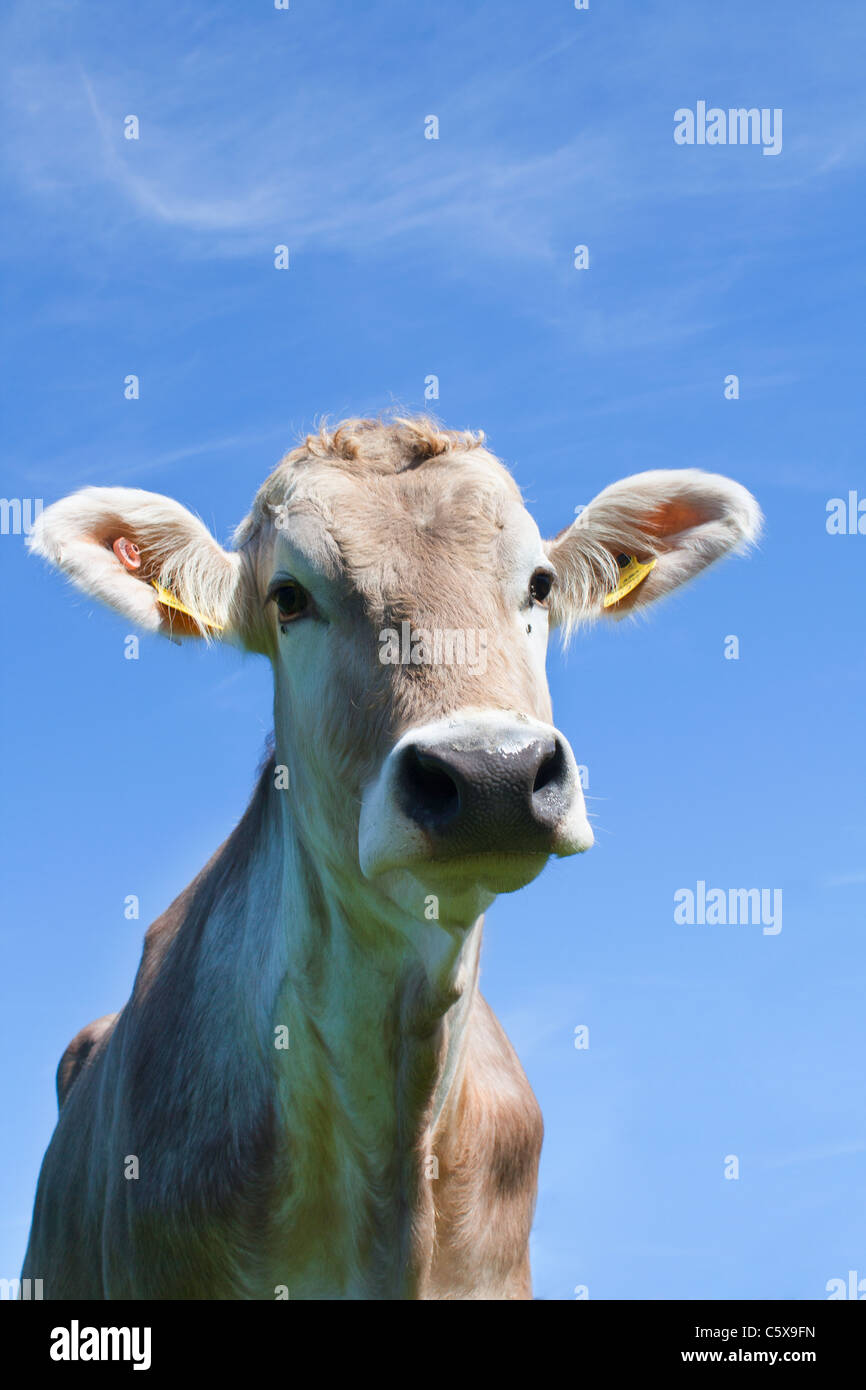 Austria, Mondsee, Cow looking at camera with blue background, close up ...