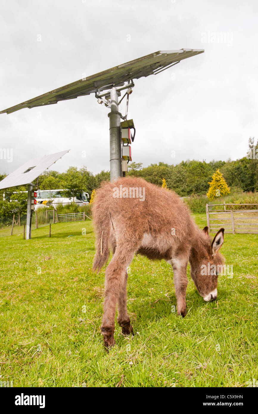 Solar panels at the Bowland wild Boar Park, powered by solar panels a ...