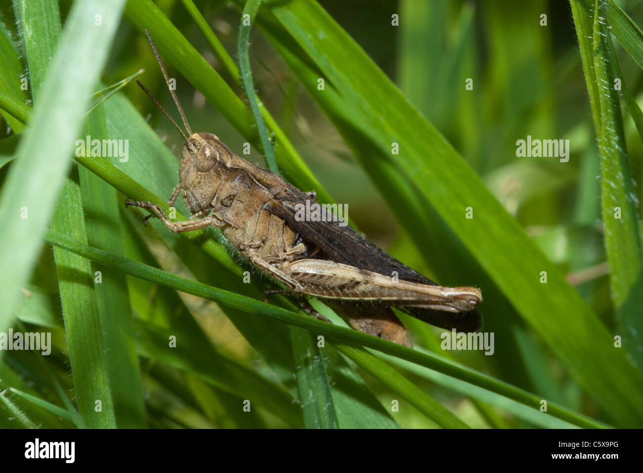 Grasshopper uk hi-res stock photography and images - Alamy
