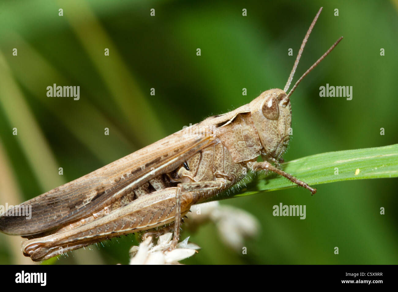 Grasshopper uk hi-res stock photography and images - Alamy