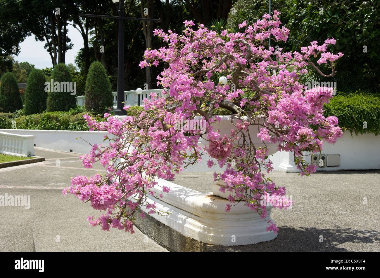 Pink flowers around a fountain on Sentosa Island, Singapore Stock Photo ...
