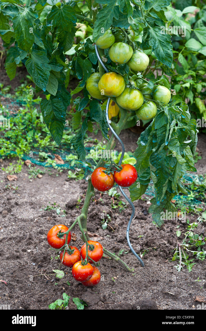 In the garden clusters of tomatoes hanging on their support Stock Photo ...