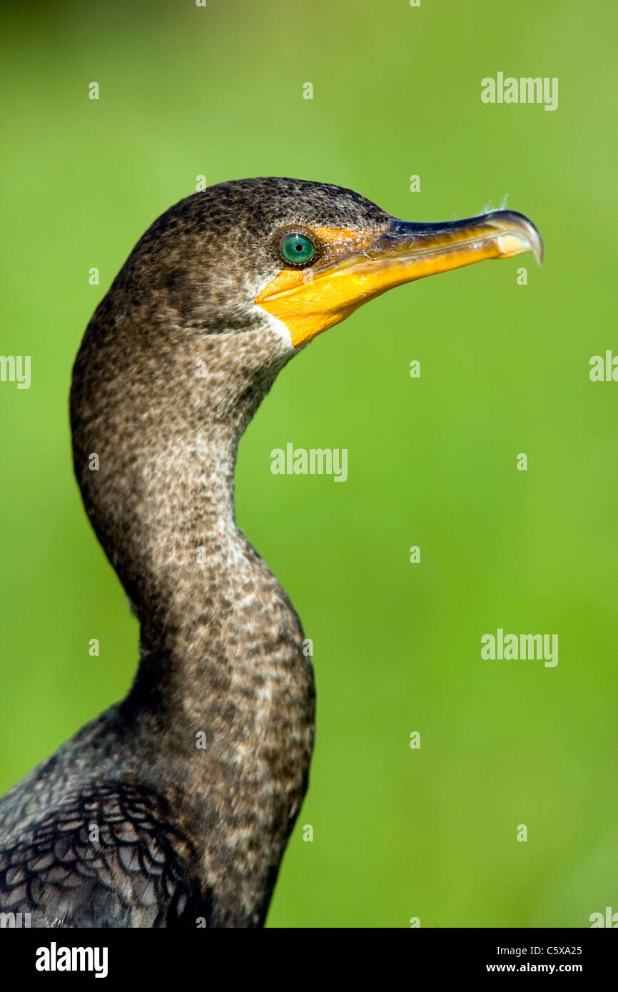 Cormorant Eye Close Up Stock Photos & Cormorant Eye Close Up Stock ...