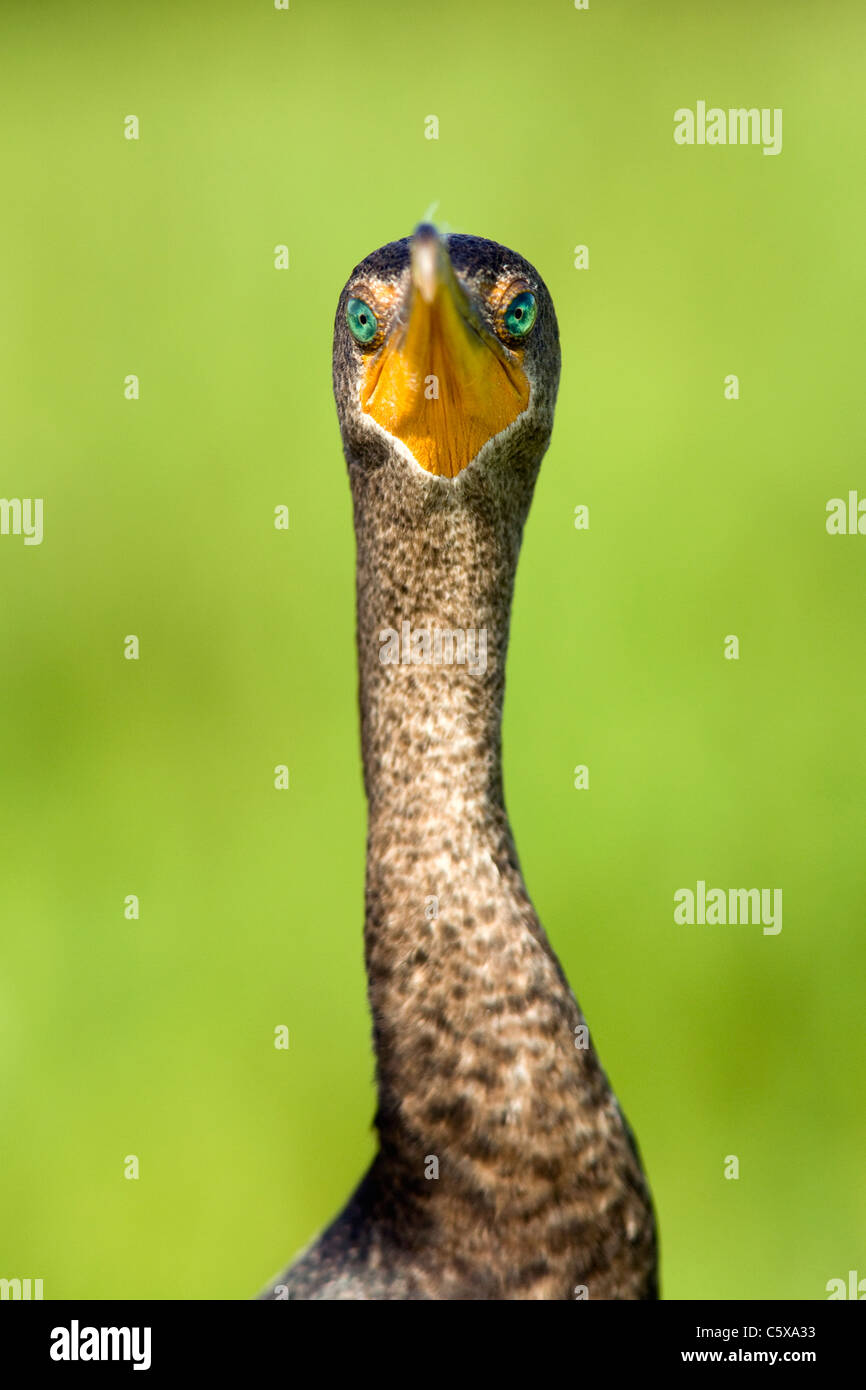 Cormorant face hi-res stock photography and images - Alamy