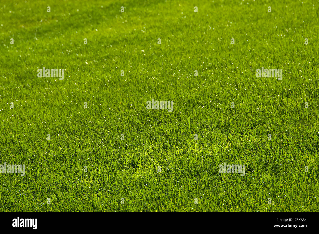 Lawn in spring Stock Photo - Alamy