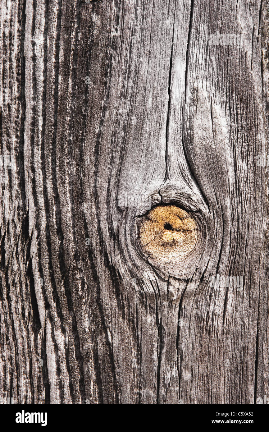 Knothole tree hi-res stock photography and images - Alamy