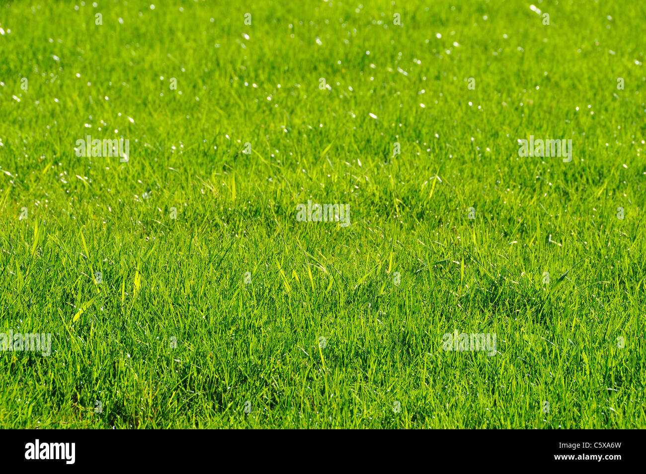 Dew on the lawn by a spring morning Stock Photo - Alamy