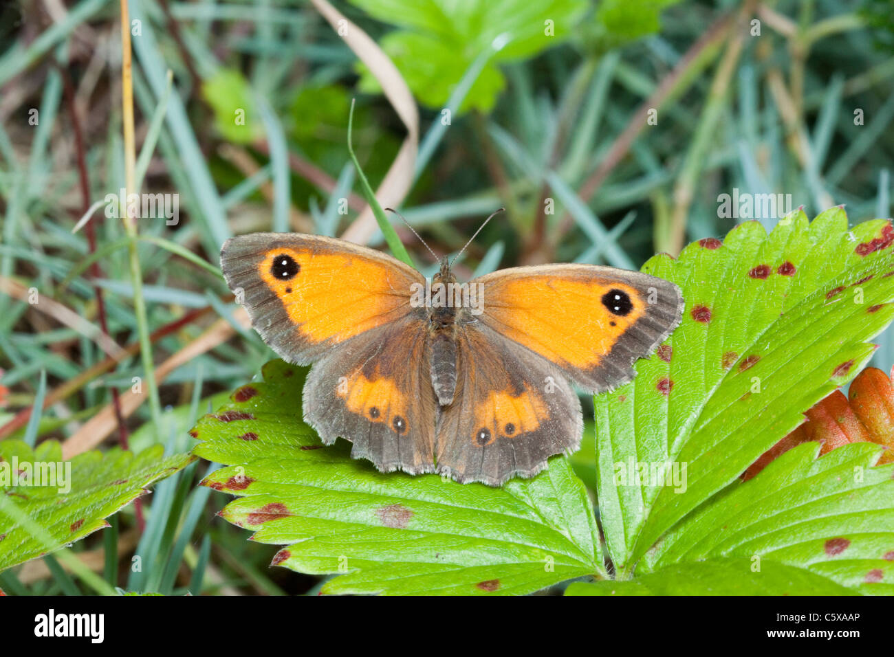 Gatekeeper butterfly Pyronia tithonus, garden in Kent, England, UK ...