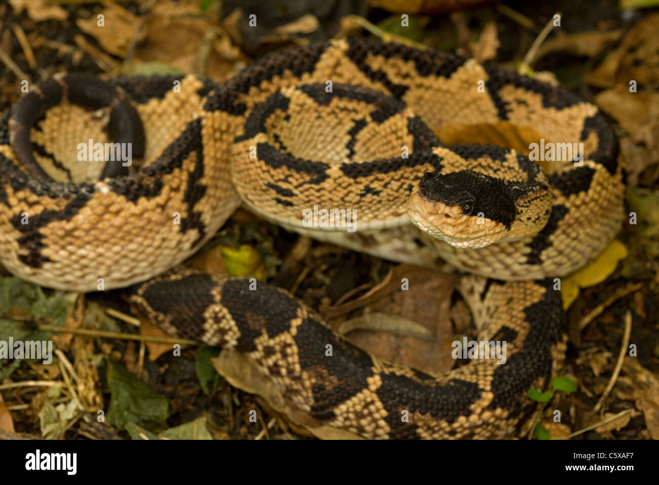 Black Headed Bushmaster Snake