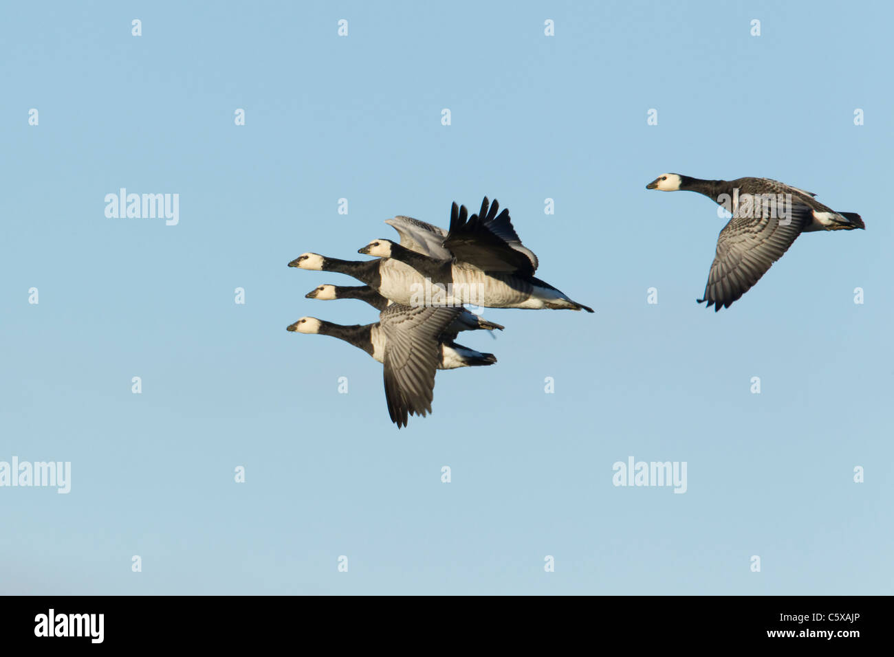 Barnacle Goose - in flight Anser leucopsis Islay, Scotland, UK BI020335 ...