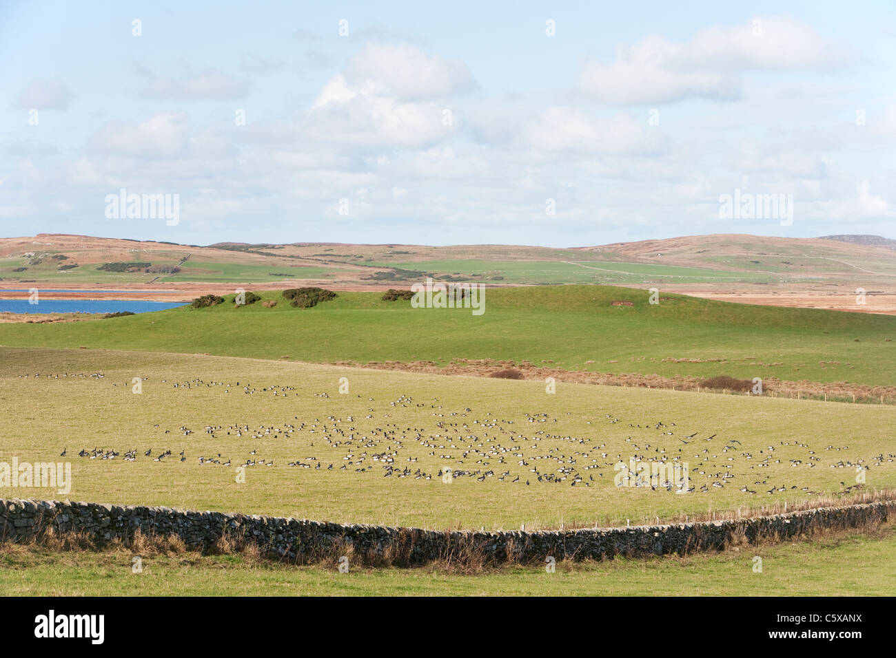 Barnacle Goose - in Islay landscape Anser leucopsis Islay, Scotland, UK ...
