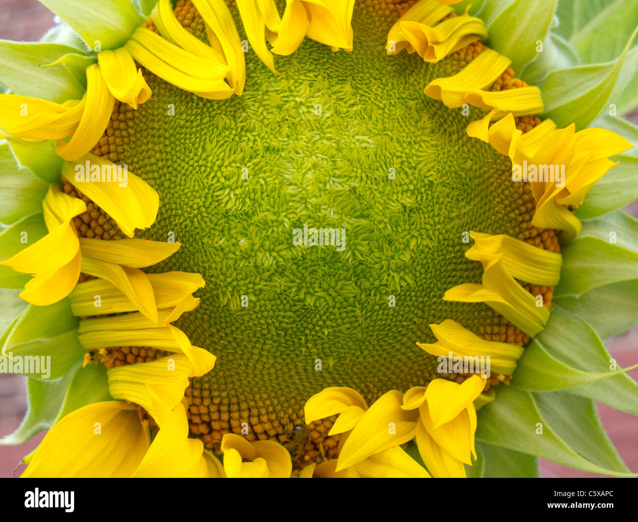 Annual flowers yellow center hi-res stock photography and images - Alamy