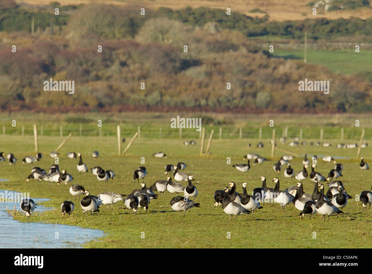 Barnacle Goose - feeding on fields on Islay Anser leucopsis Islay ...