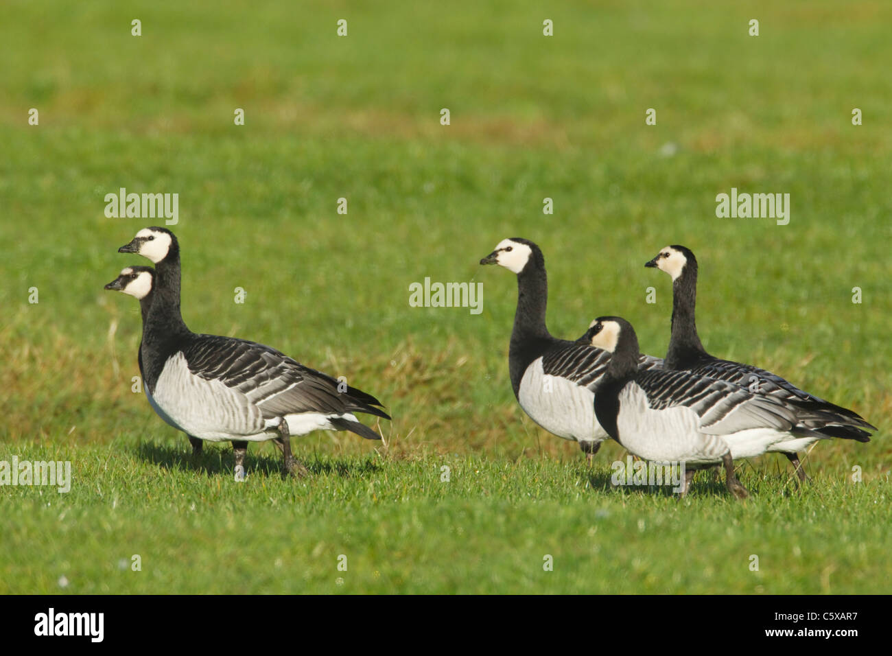 Barnacle geese in field in hi-res stock photography and images - Alamy