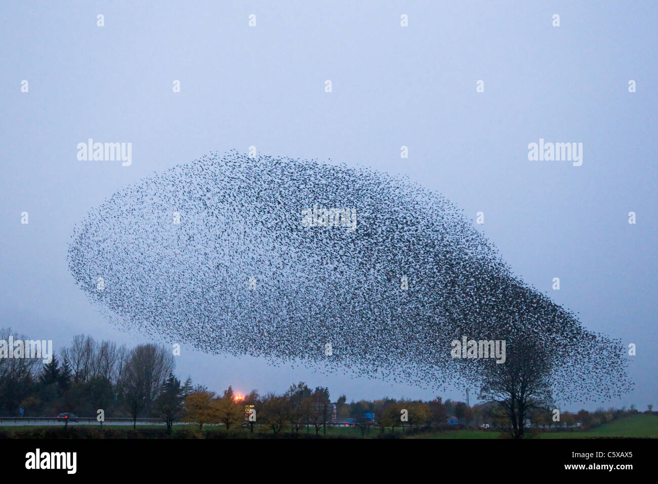 Starling - Gathering in huge flock at roost site by motorway Sturnus ...