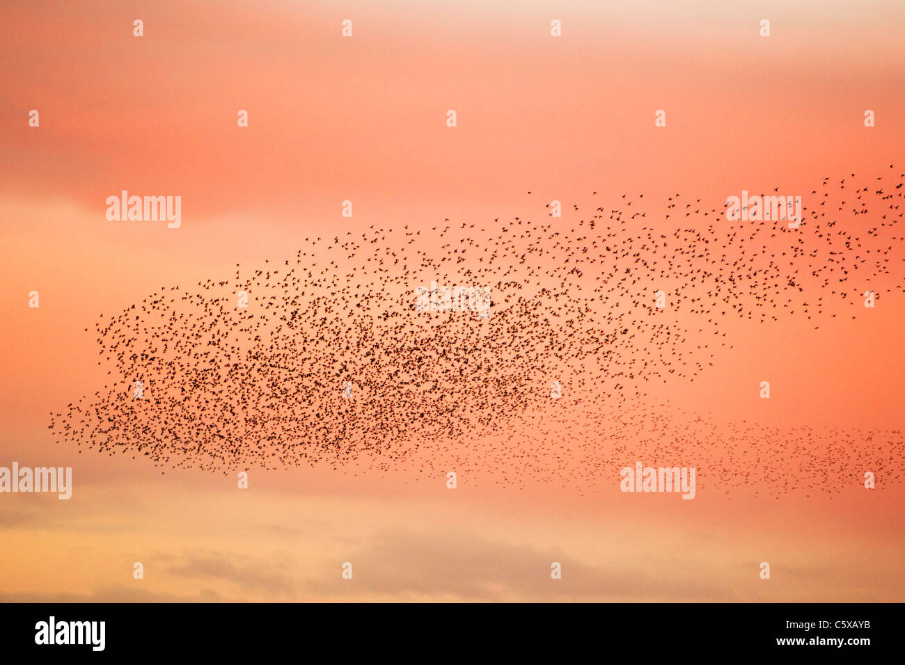 Starling - Gathering in huge flock at roost site Sturnus vulgaris ...