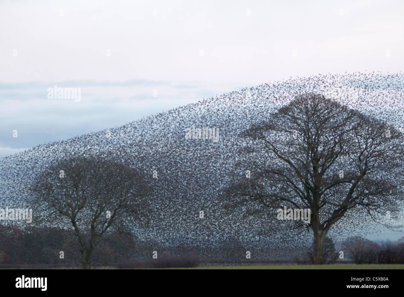 Starling - Gathering in huge flock at roost site Sturnus vulgaris ...