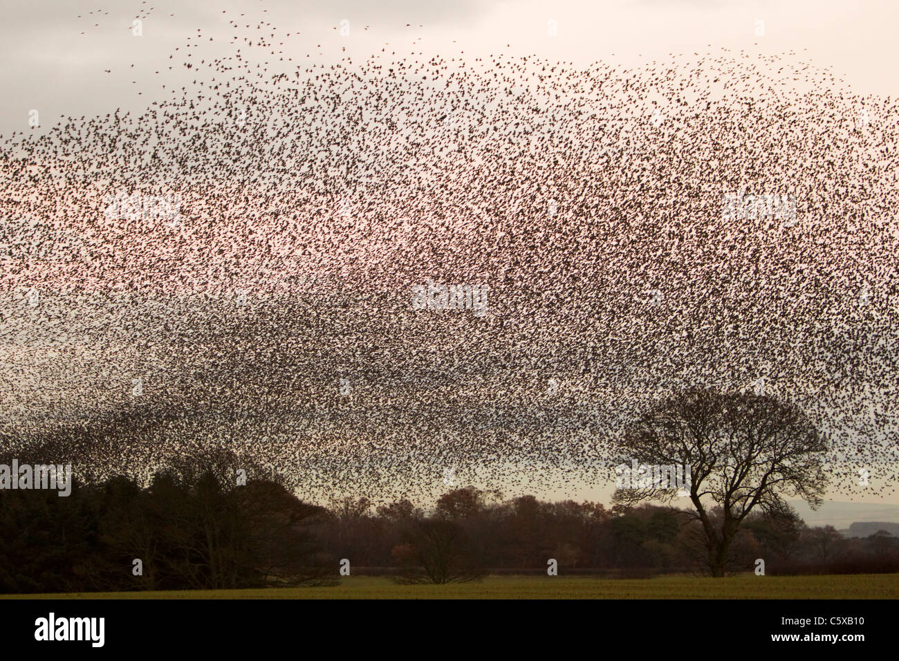 Huge flock of starlings in the landscape hi-res stock photography and ...