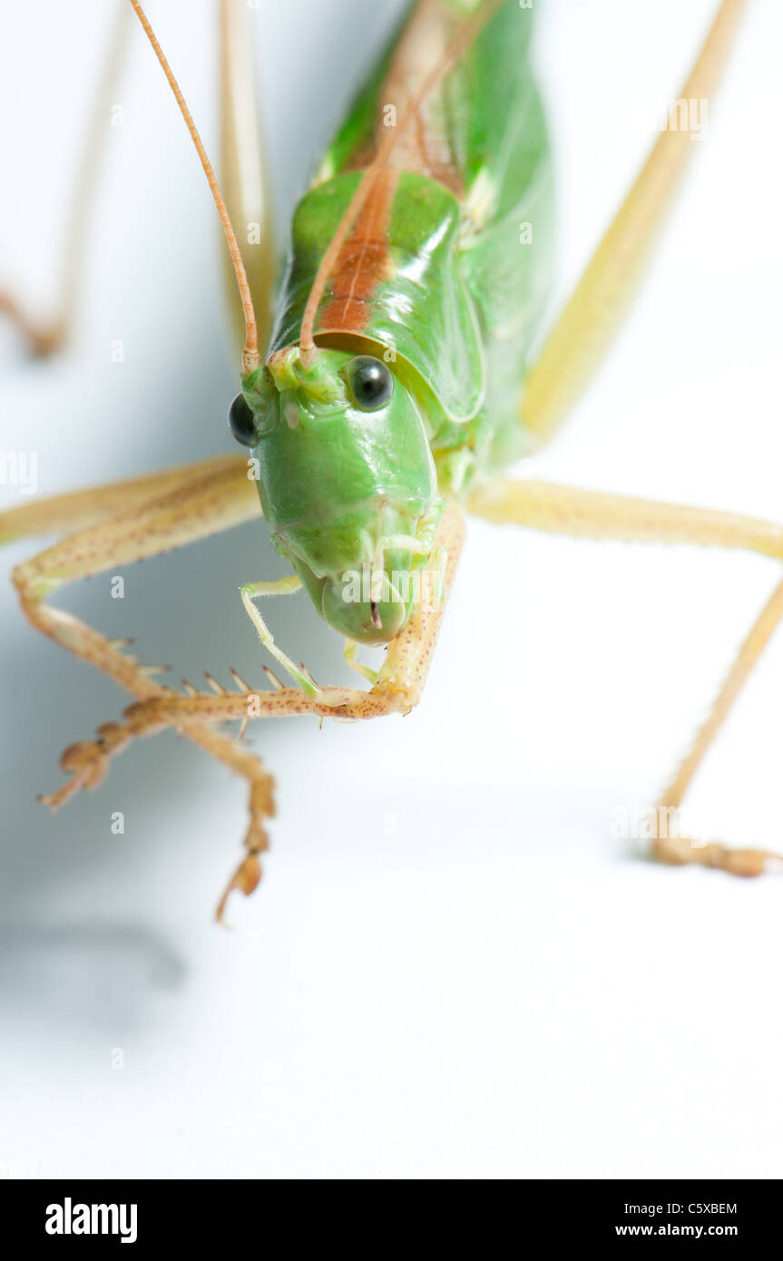 Acrididae hi-res stock photography and images - Alamy
