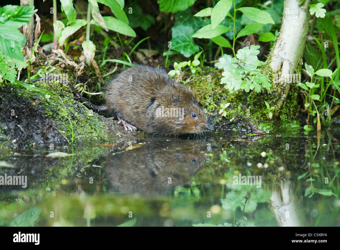 Bank Voles Uk Stock Photos & Bank Voles Uk Stock Images - Alamy