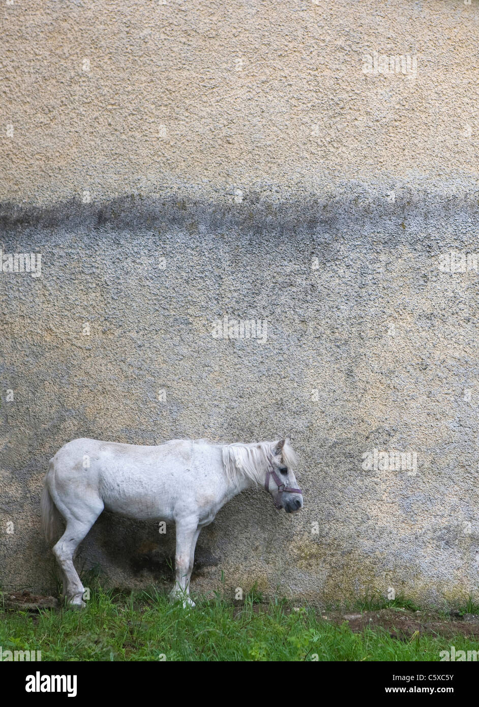 White horse standing in front hi-res stock photography and images - Alamy