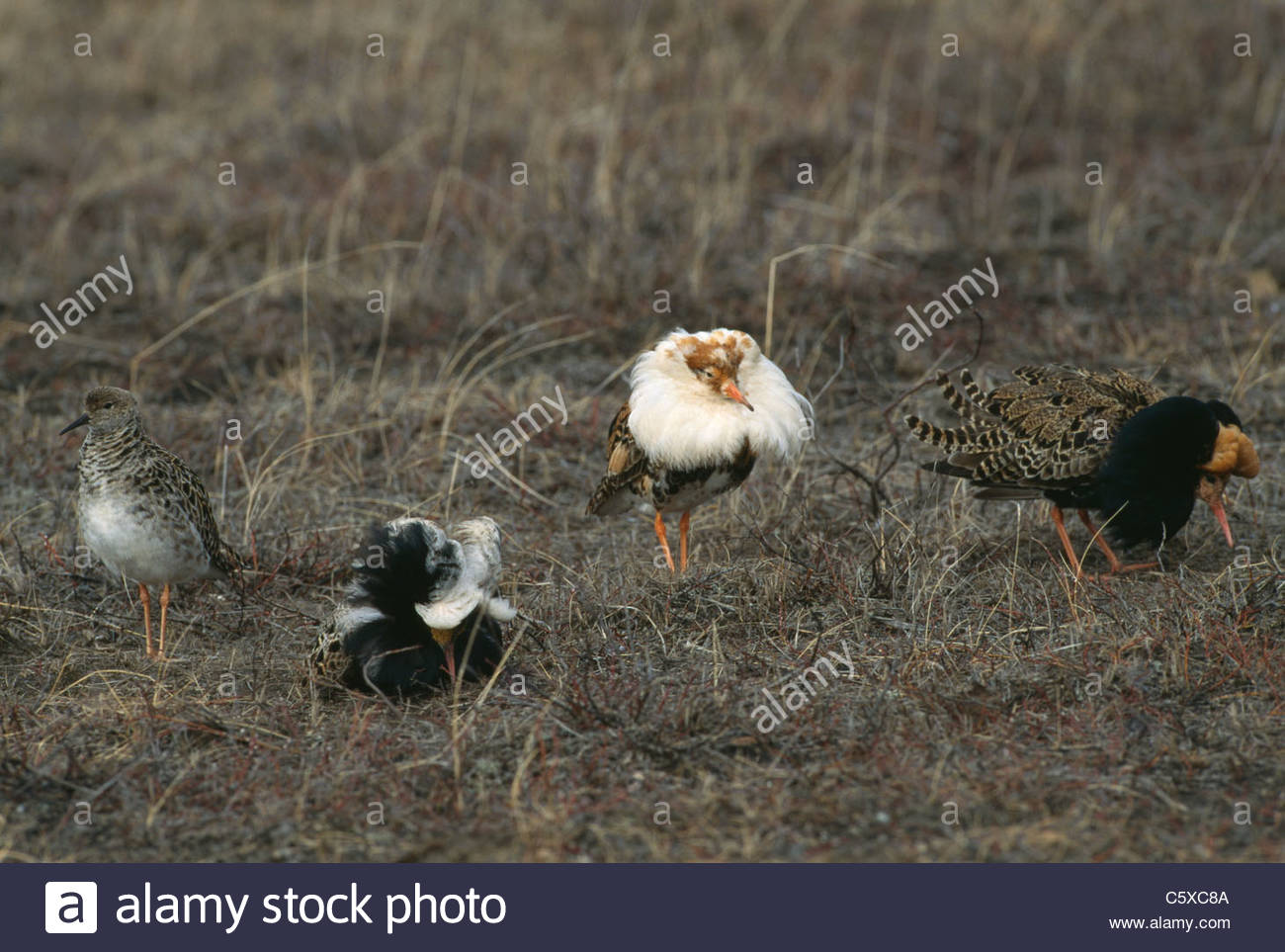 Lek Birds High Resolution Stock Photography and Images - Alamy