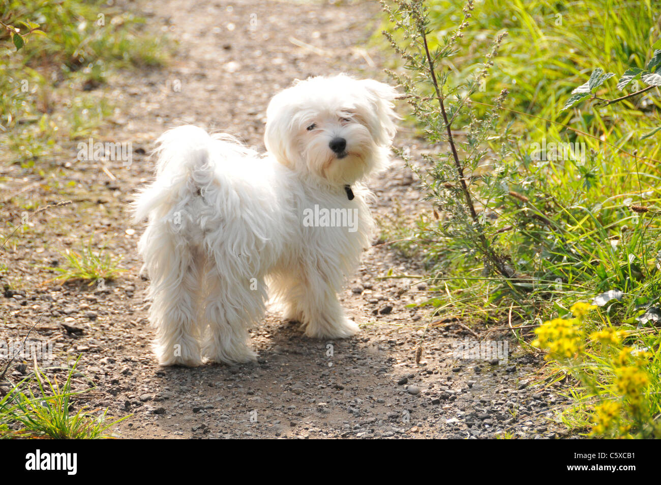 Maltese dog hi-res stock photography and images - Alamy