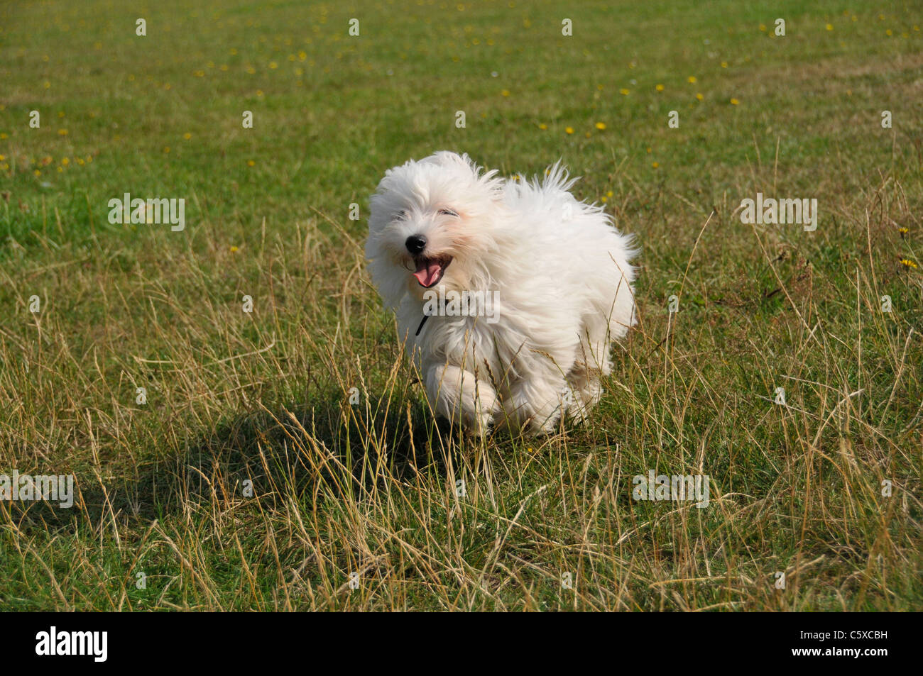 Maltese Field High Resolution Stock Photography and Images - Alamy