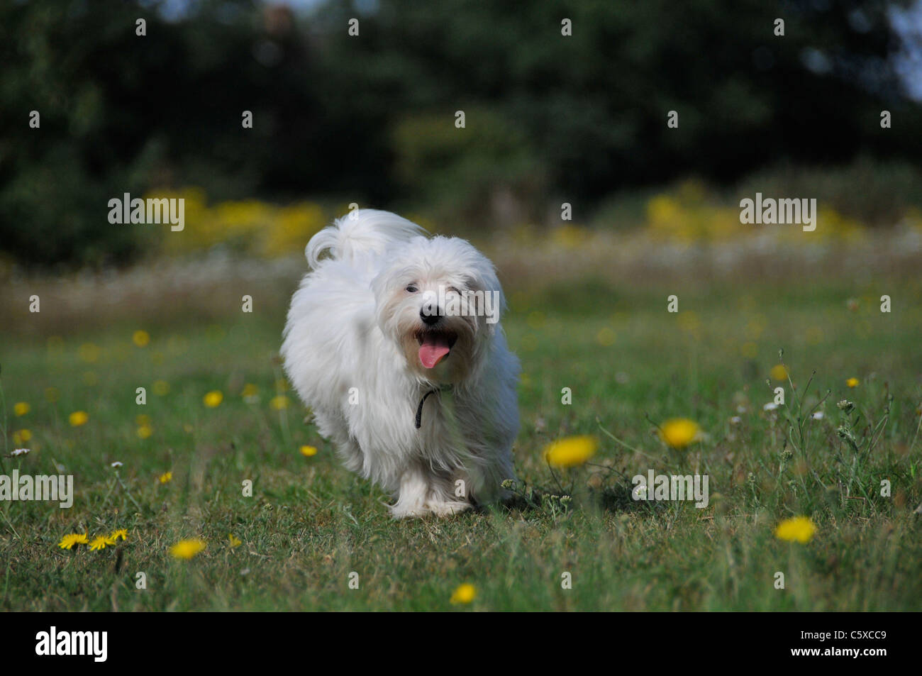 Male Withe Maltese Puppy Dog running in the Field Stock Photo - Alamy