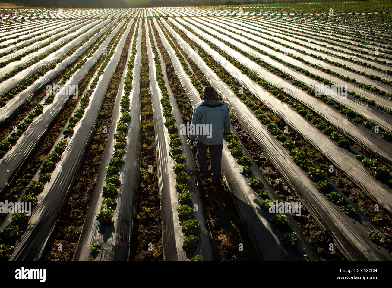 Organic Strawberry Farming, California, Swanton Berry Farms Stock Photo ...