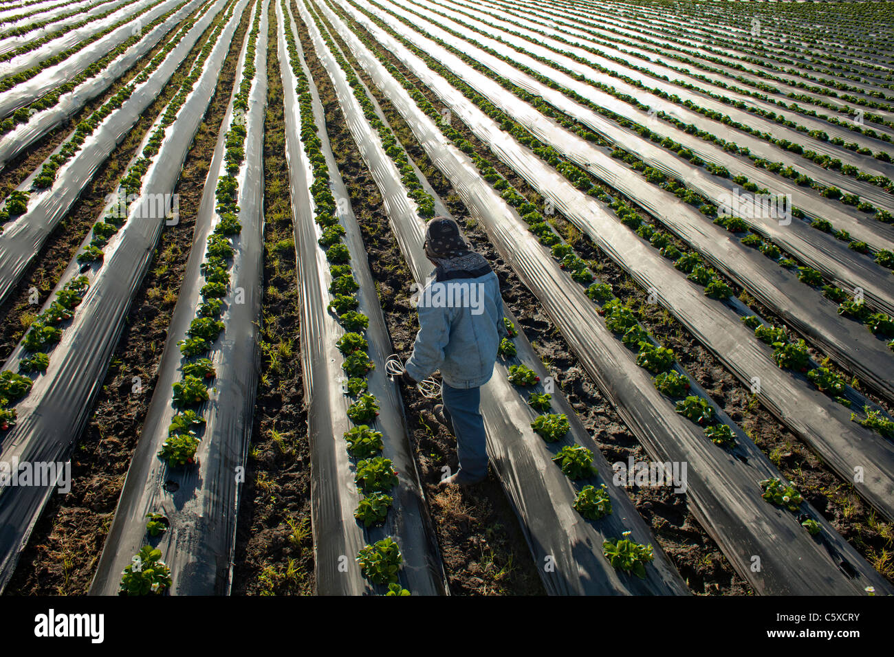 Organic Strawberry Farming, California, Swanton Berry Farms Stock Photo ...