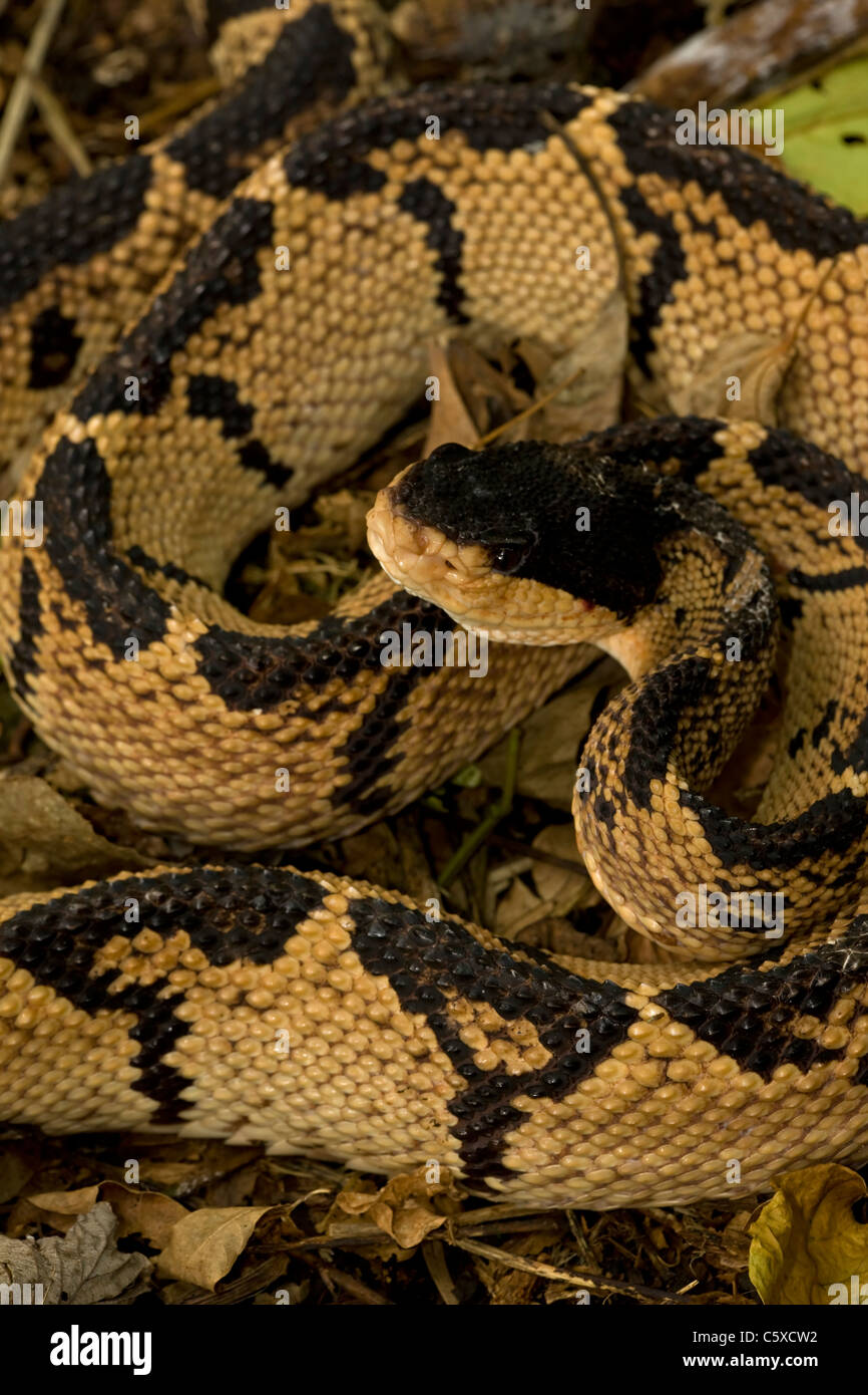 Black-headed Bushmaster - (Lachesis melanocephala) - Costa Rica ...