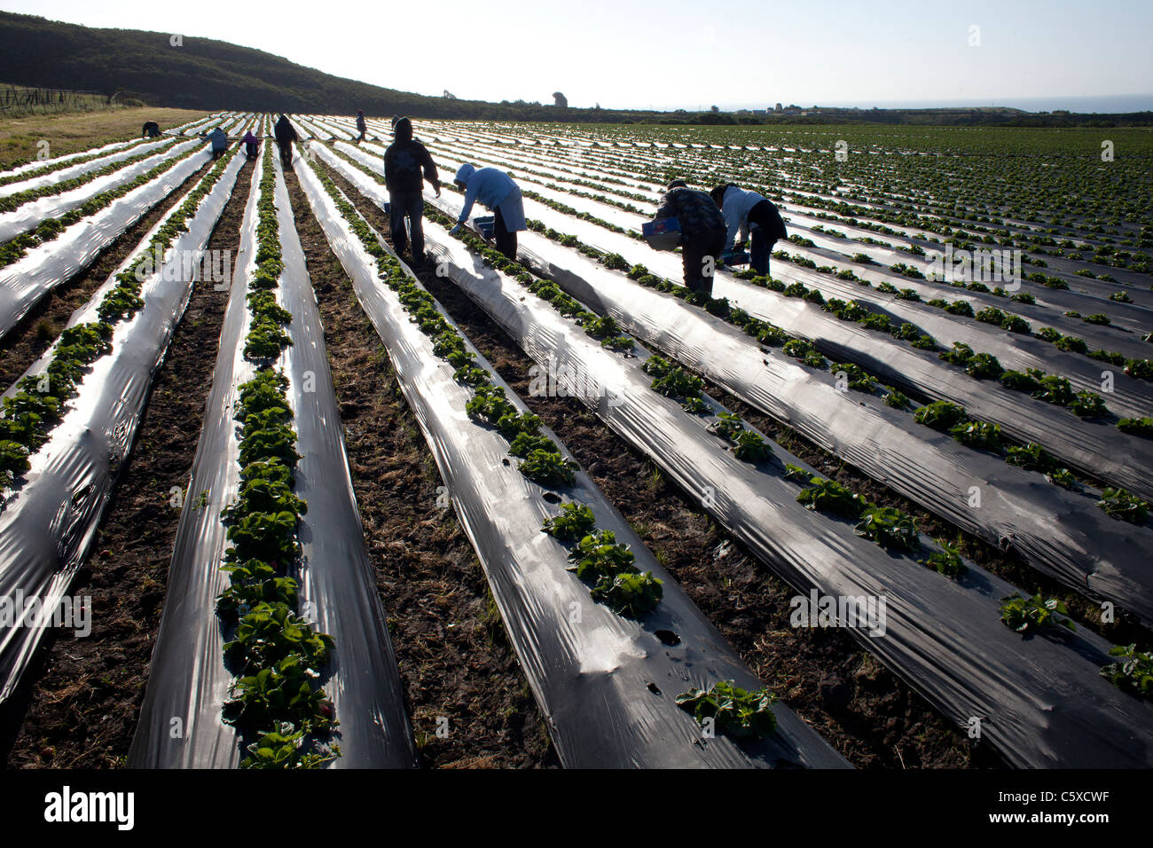 Organic Strawberry Farming, California, Swanton Berry Farms Stock Photo ...