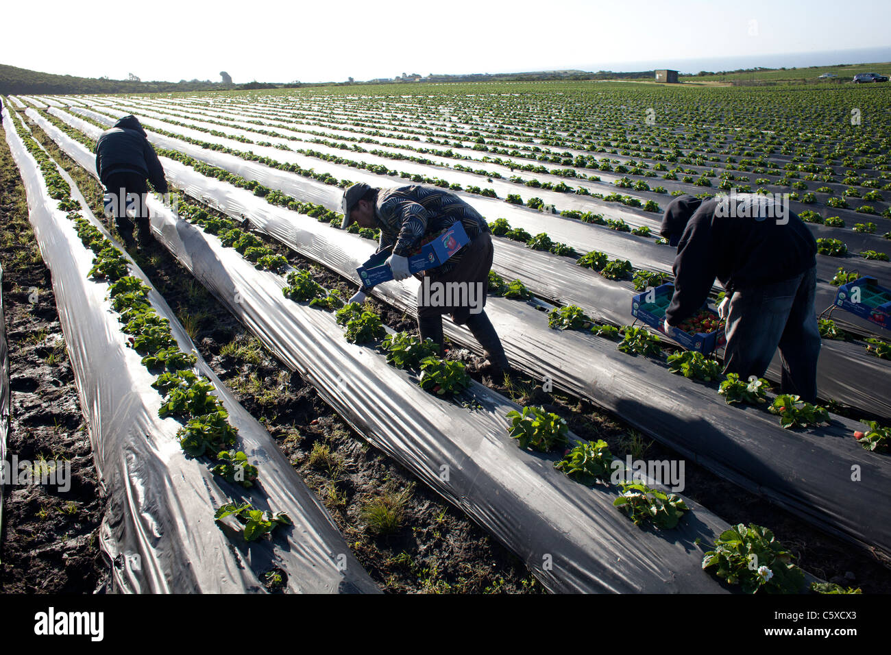 Organic Strawberry Farming, California, Swanton Berry Farms Stock Photo ...