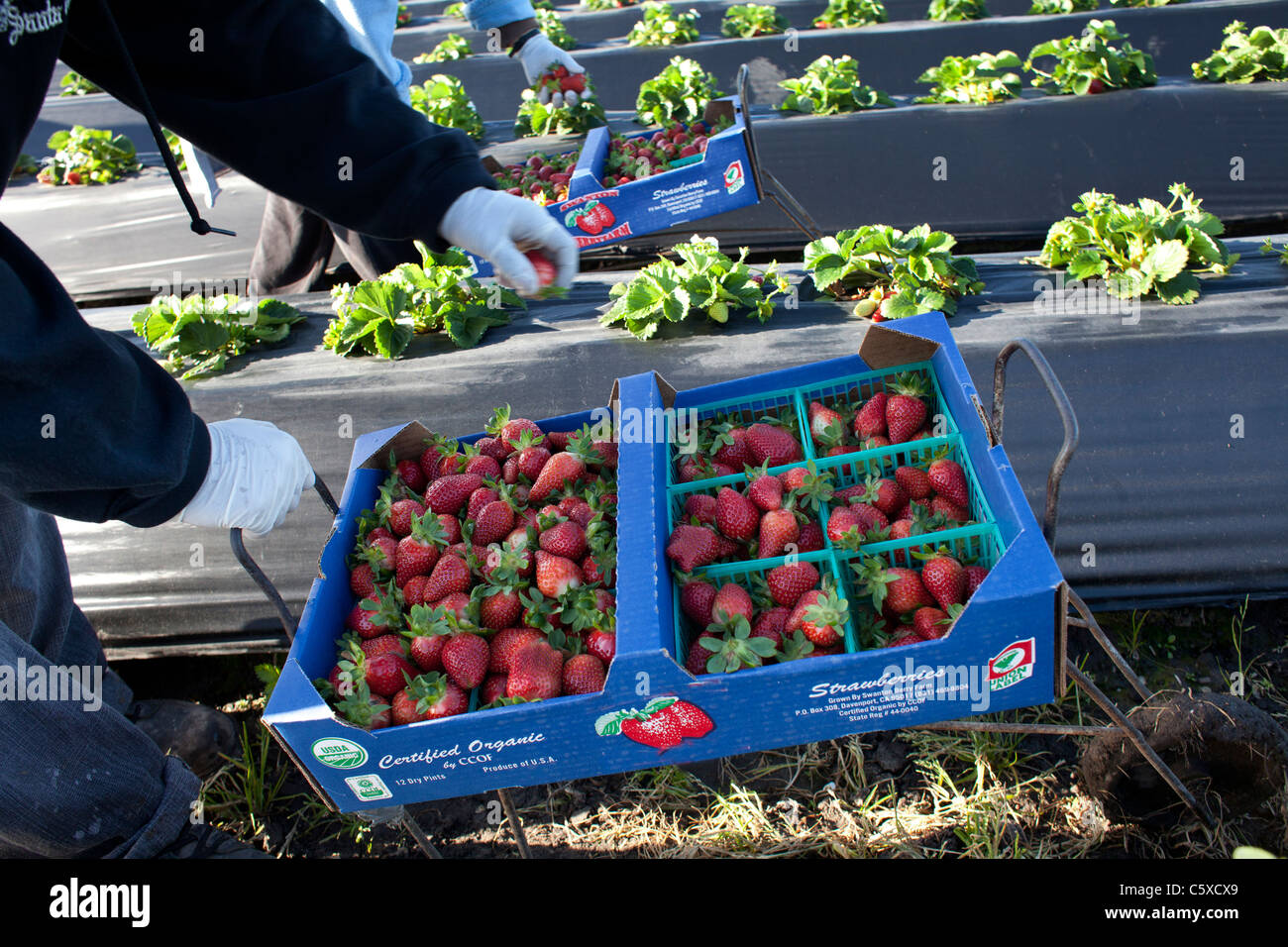California strawberry farm hi-res stock photography and images - Alamy